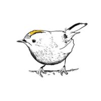 Freelance Nature Writer – How I set about becoming a nature writer ...