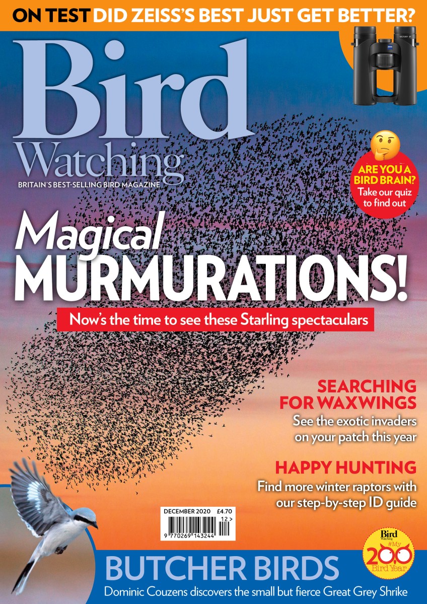 So delighted to have an article in Bird Watching Magazine… – Freelance ...