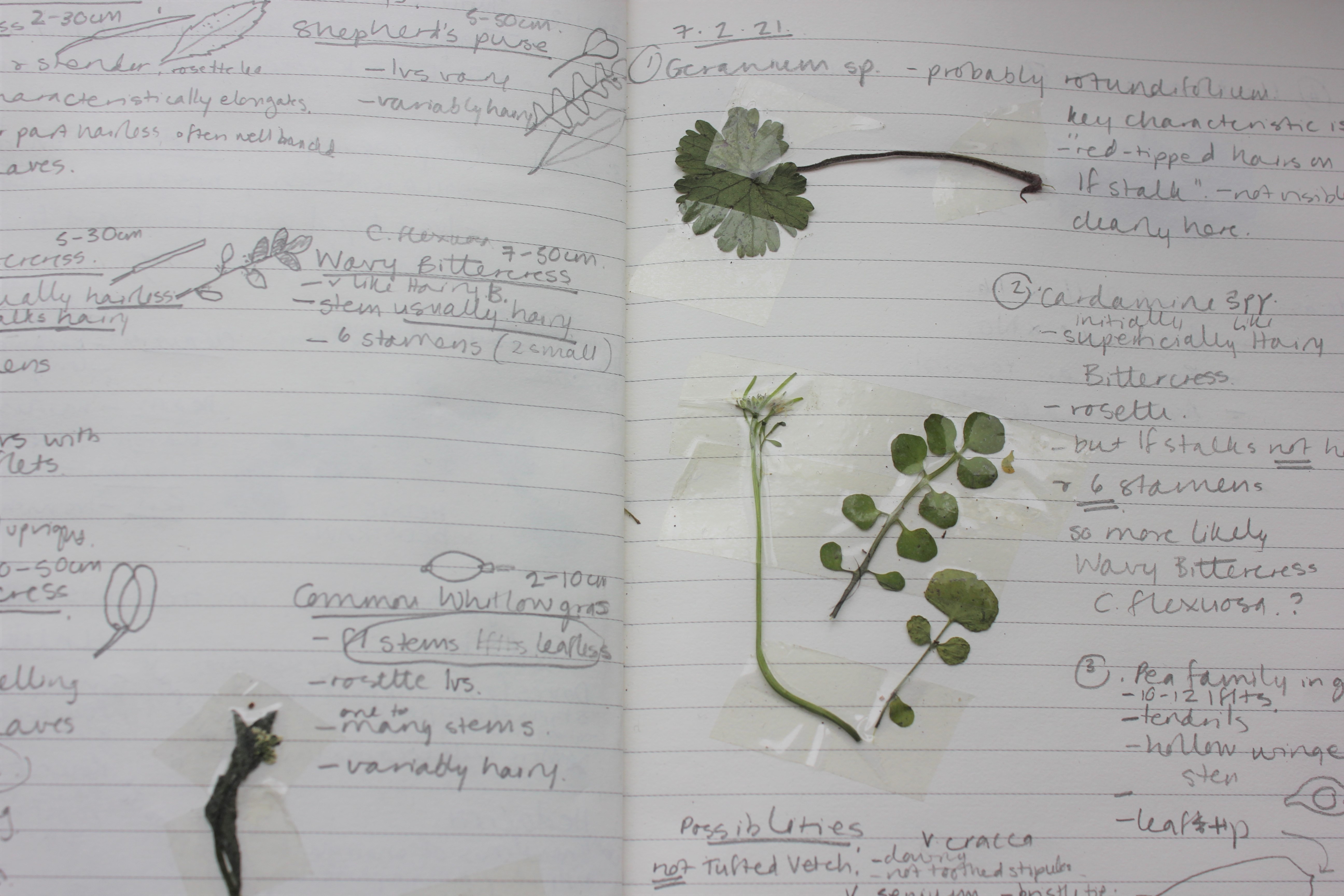 Comfort of a botany notebook – Freelance Nature Writer