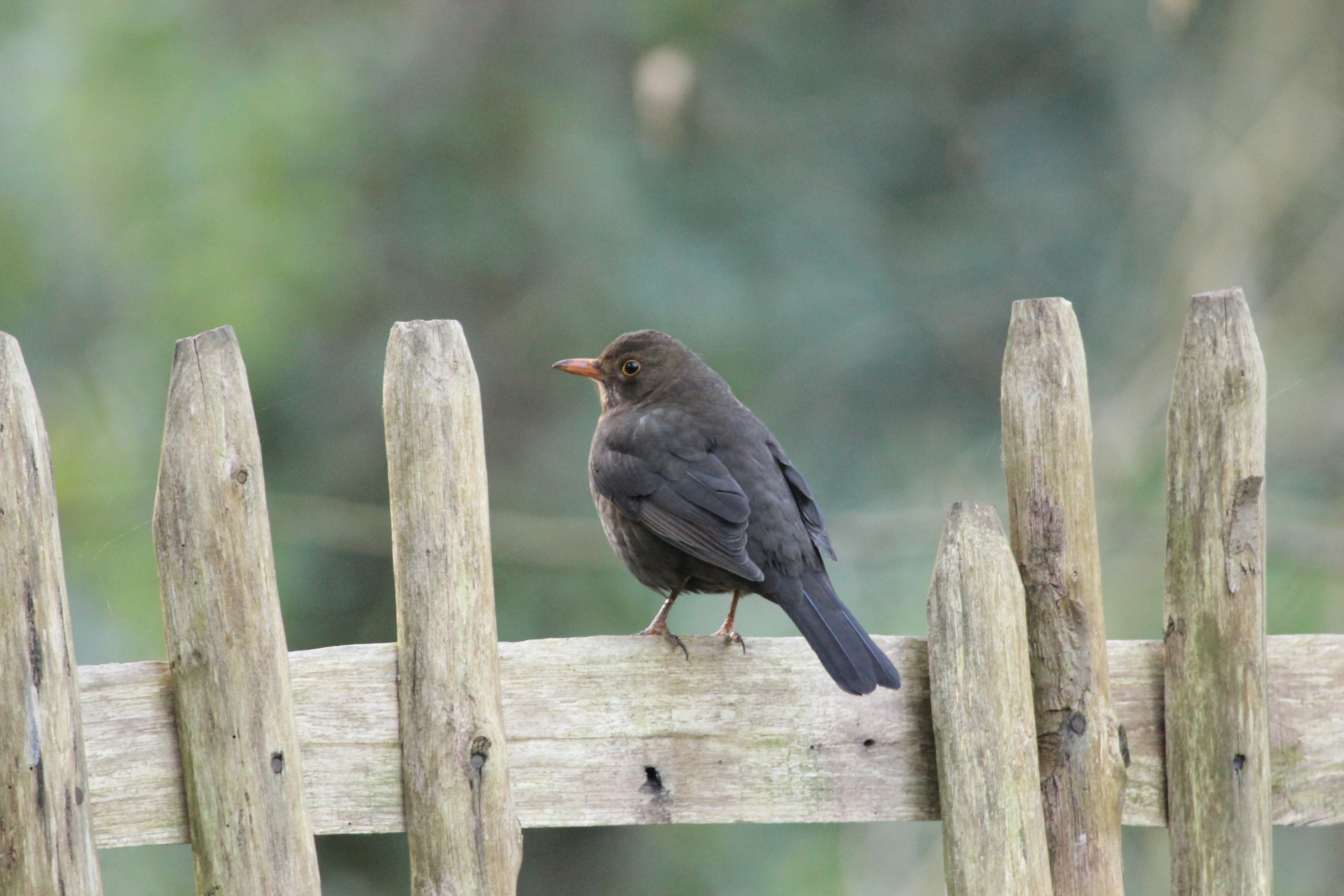 Nature-writing news: March 2021 – Freelance Nature Writer