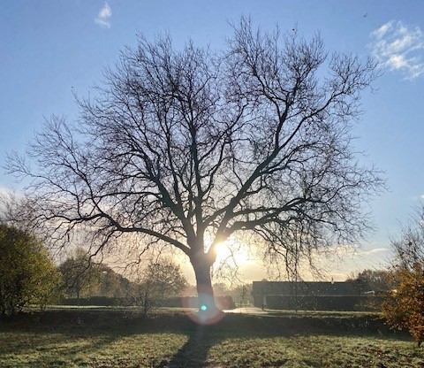 If this tree could talk – a nature-writing anthology – Freelance Nature ...